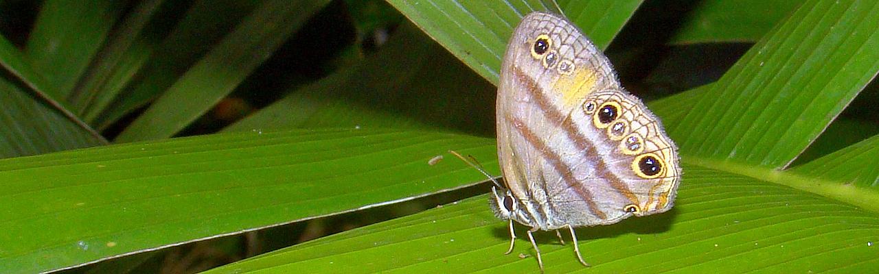 Trinidad Bird & Butterfly Tour | Naturalist Journeys | Naturalist Journeys