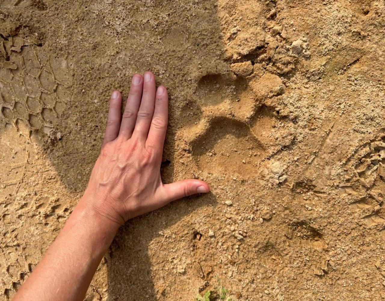 Brazil's Pantanal: Jaguars Guided Wildlife Safari & Birding Tours July ...