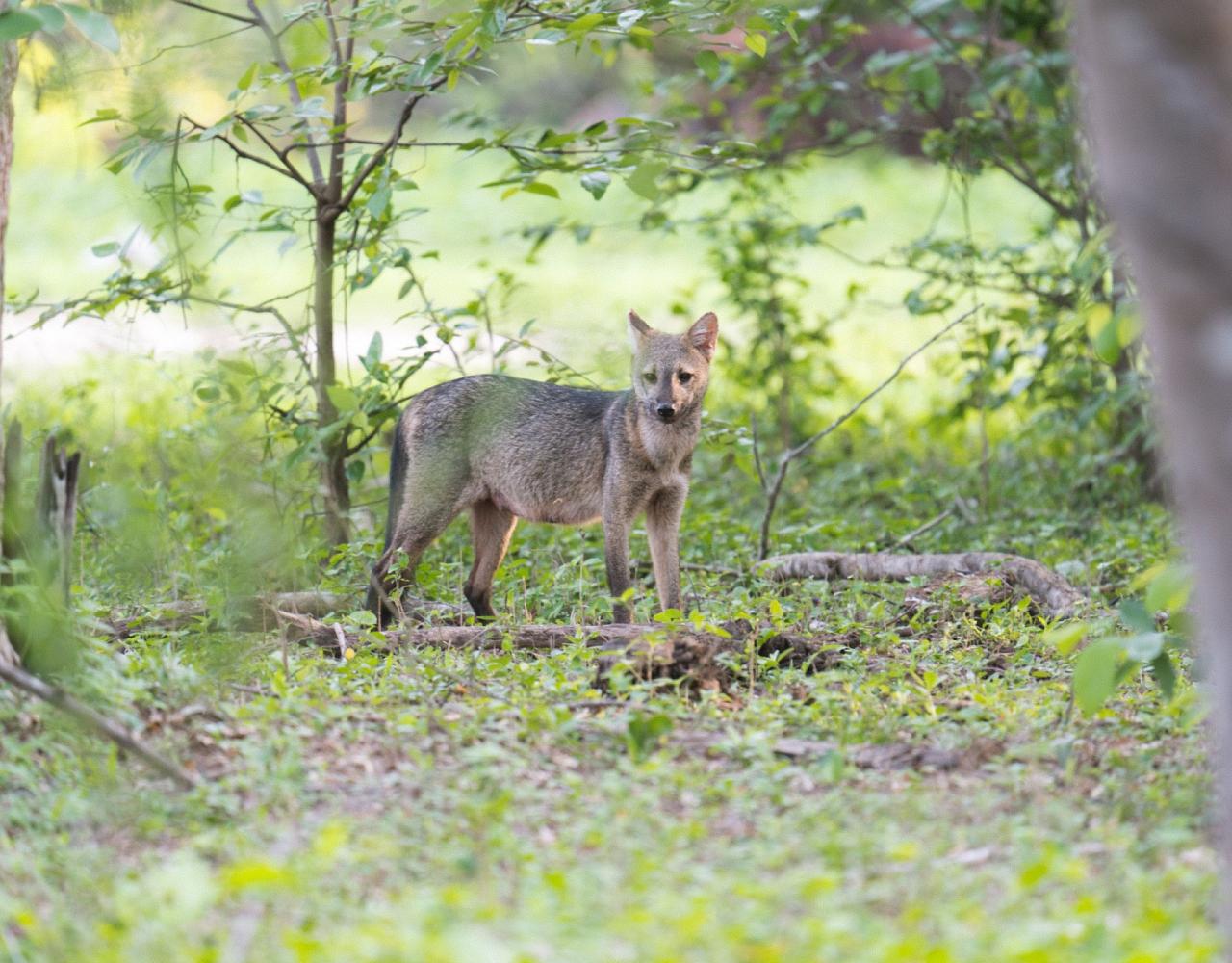 Brazil's Pantanal: Jaguars Guided Wildlife Safari & Birding Tours July ...