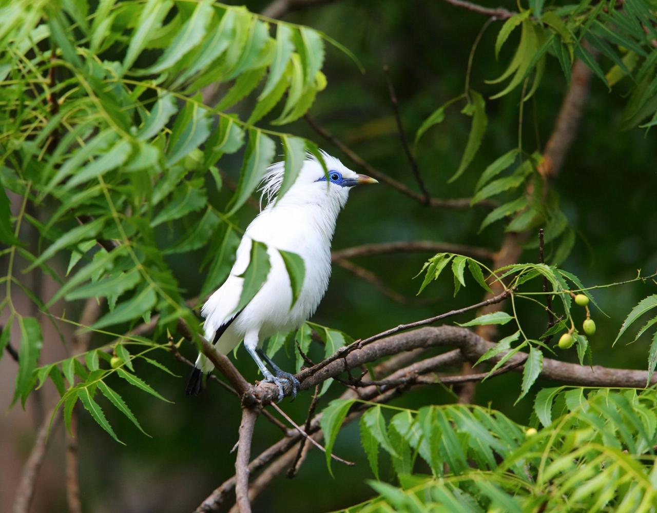 Indonesian Birding Tour 2023 - Nature Tour in Indonesia | Naturalist ...