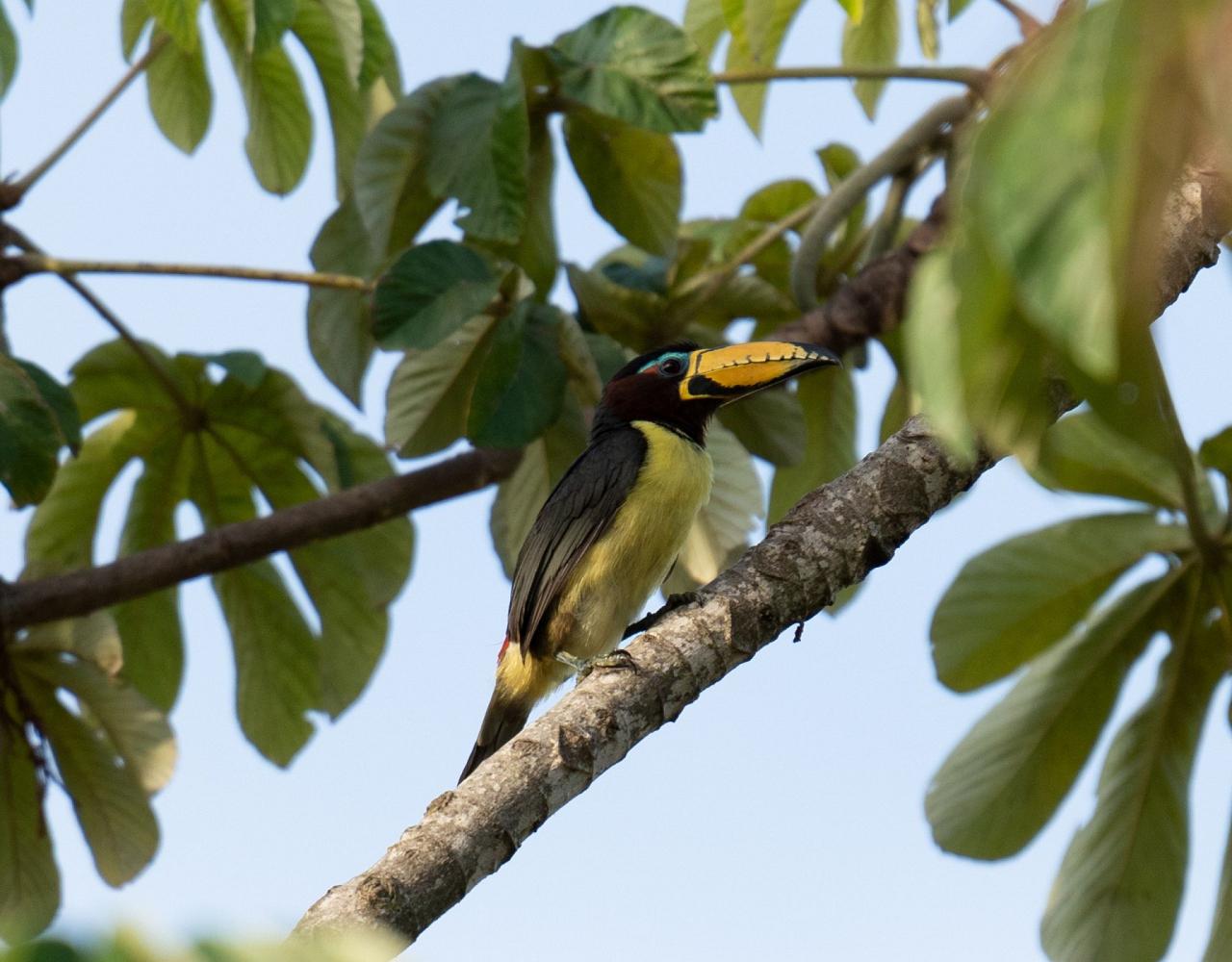 Brazil's Pantanal: Jaguars Guided Wildlife Safari & Birding Tours ...