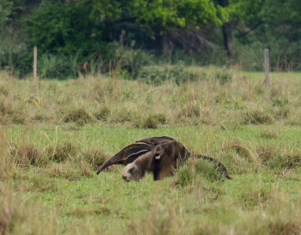 Brazil's Pantanal: Jaguars Guided Wildlife Safari & Birding Tours ...