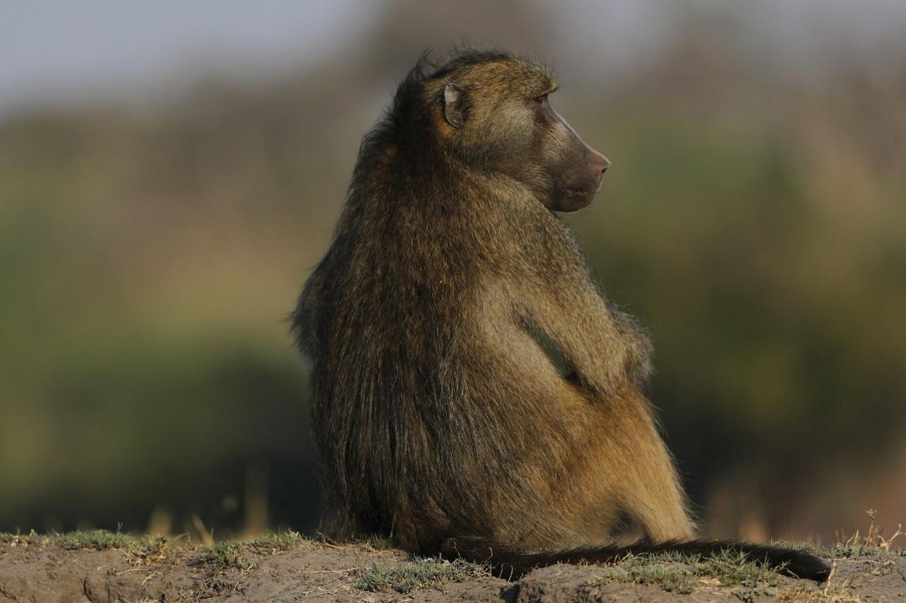 Botswana Wildlife Safari & Birding Tour - Bird-watching in Botswana ...