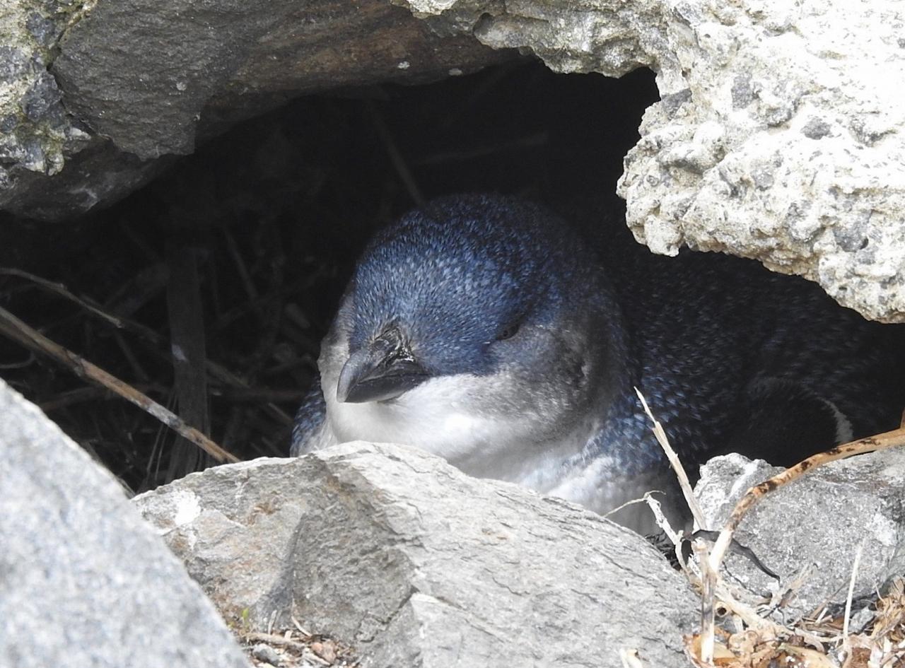 Tasmania Endemics Nature Tour - Australia Birding Tour 2021 ...