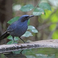 Bird Tour Travel Guides - Tour Planners | Naturalist Journeys