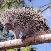 Trinidad & Tobago Bird Tours & Wildlife Vacations | Naturalist Journeys